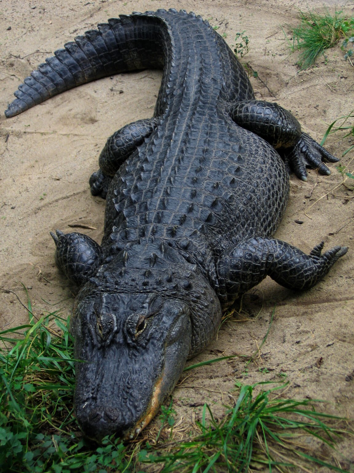 Aligátor americano (Alligator mississippiensis): datos, hábitat y ...