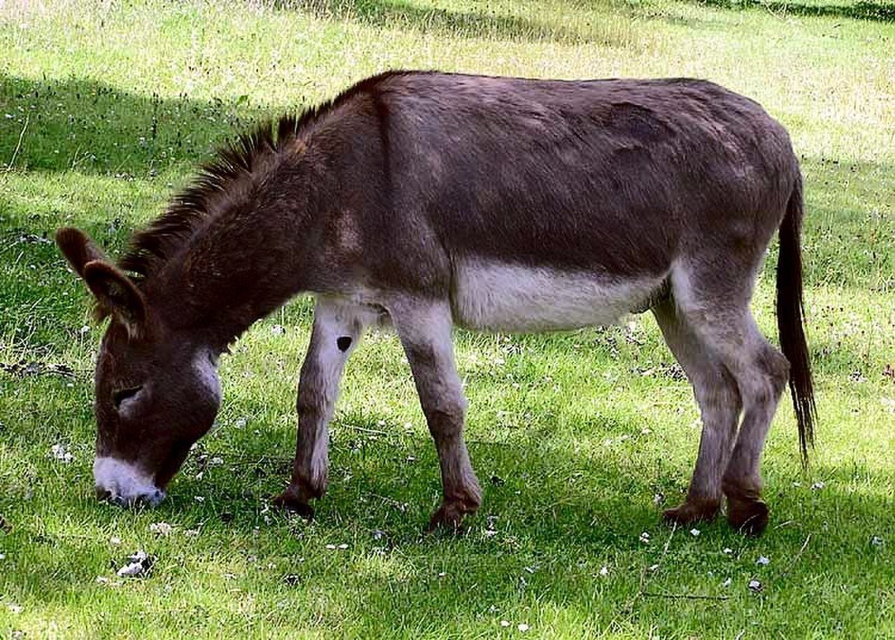 Asno: el animal de carga que trabaja para 500 millones de personas ...