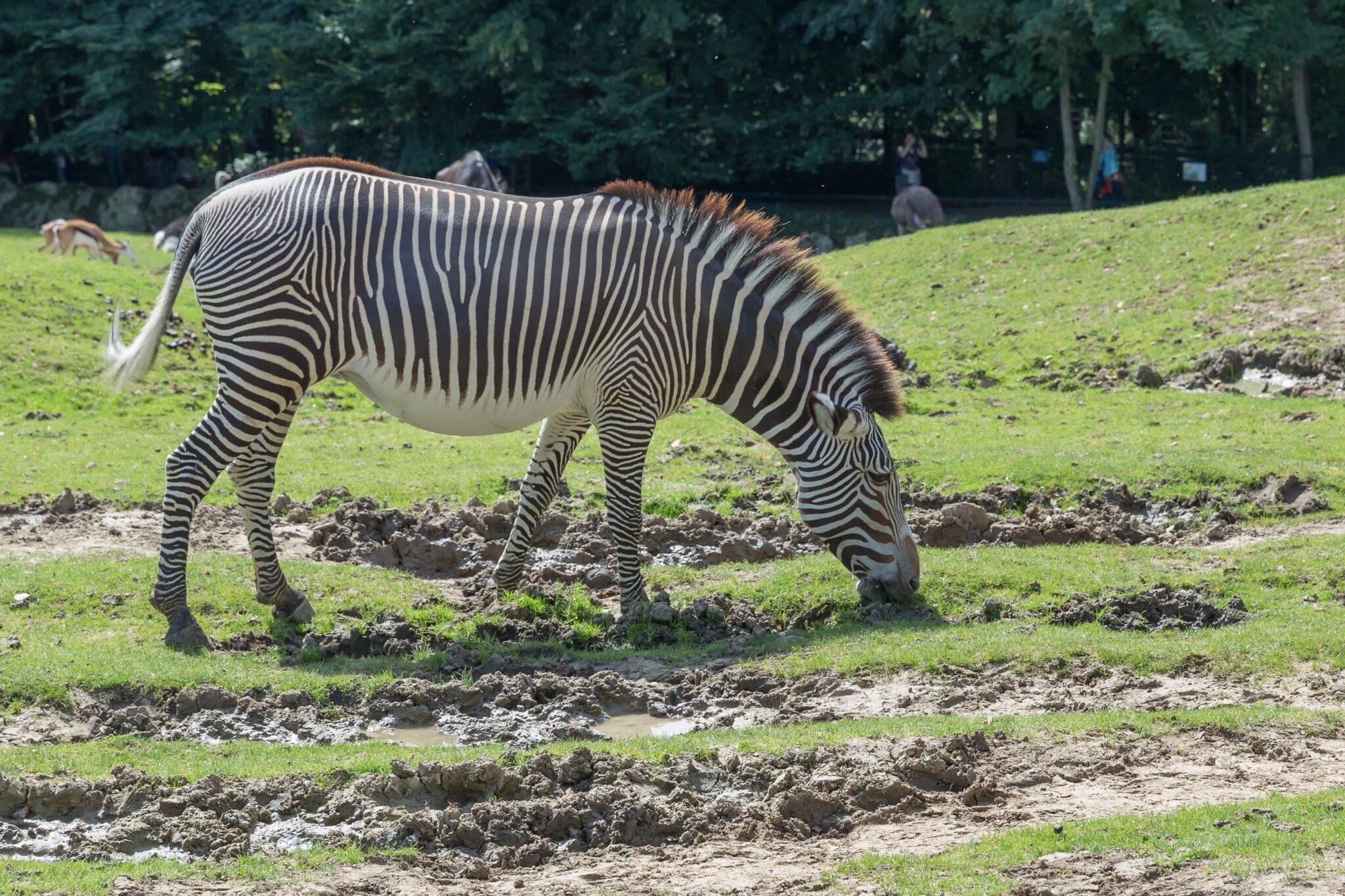 Cebra de Grevy: el équido más amenazado del mundo - Atlas de Animales