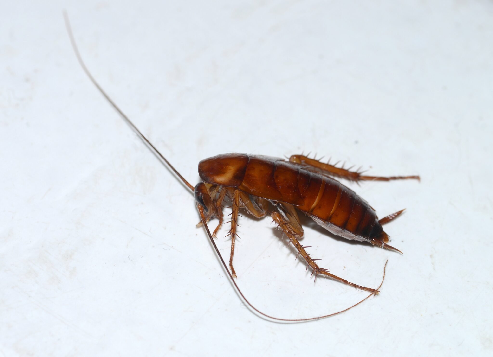 Cucaracha - Atlas de Animales