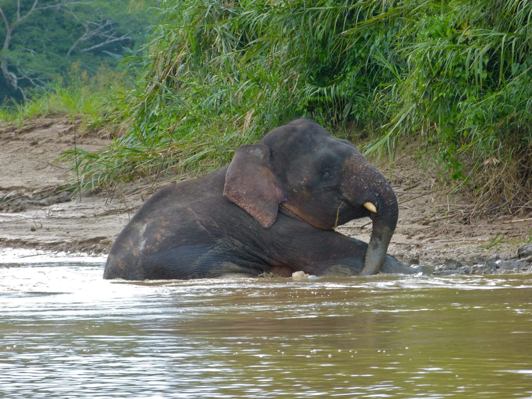 Elefante Pigmeo de Borneo (Elephas maximus borneensis) | Atlas de Animales