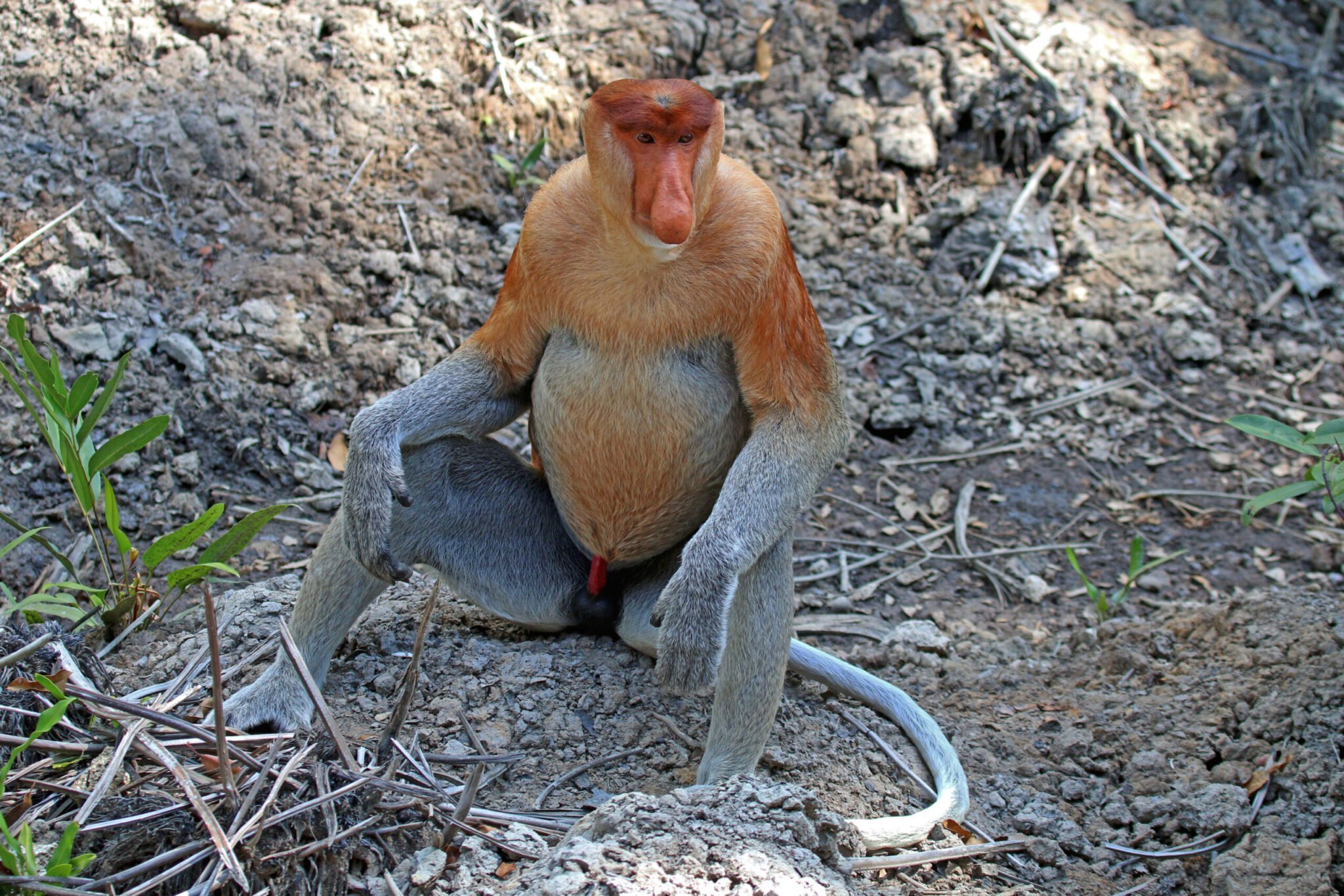 Mono Probóscide (Nasalis larvatus) | Atlas de Animales