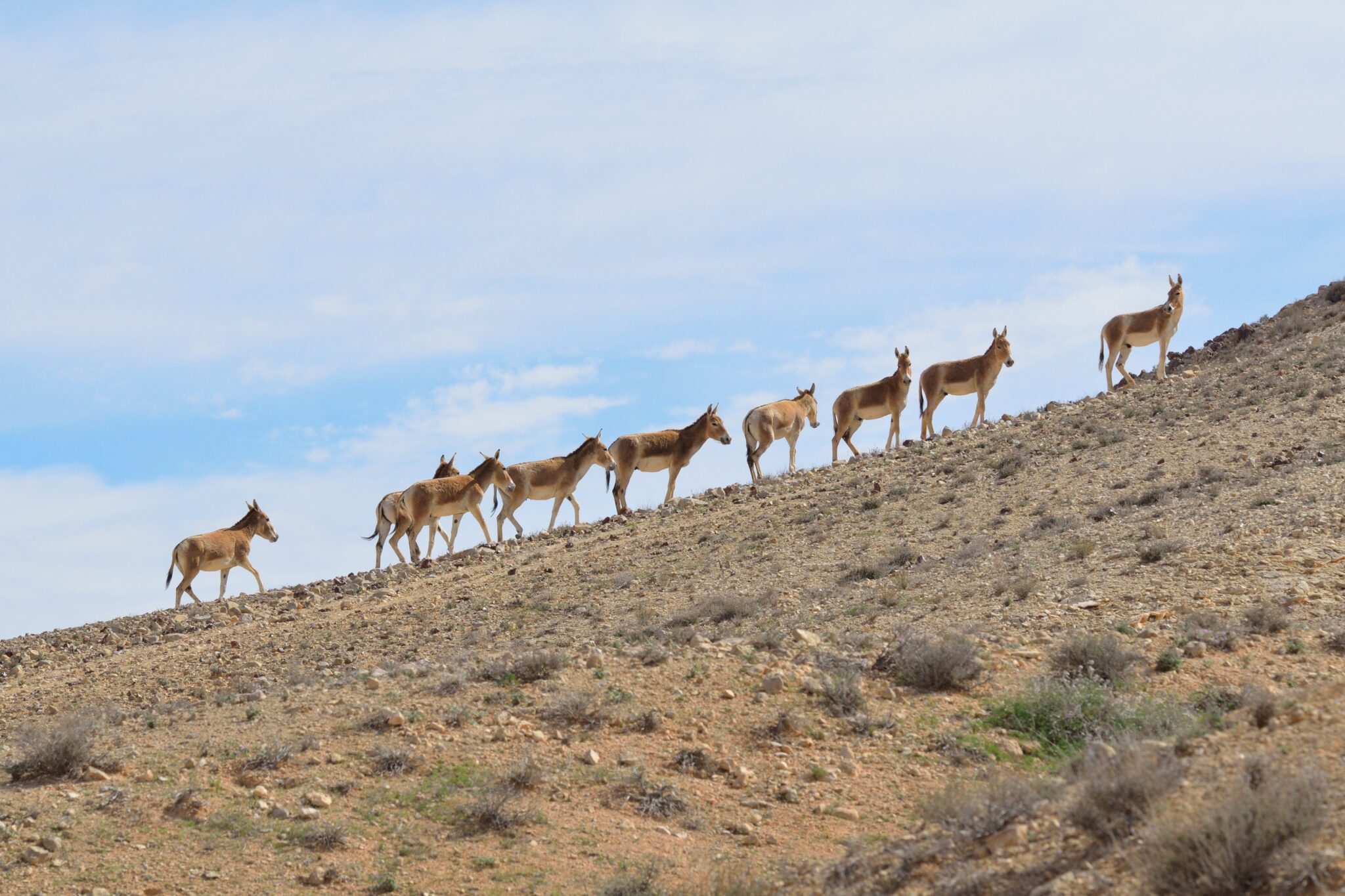 Onagro: el velocísimo asno salvaje asiático - Atlas de Animales