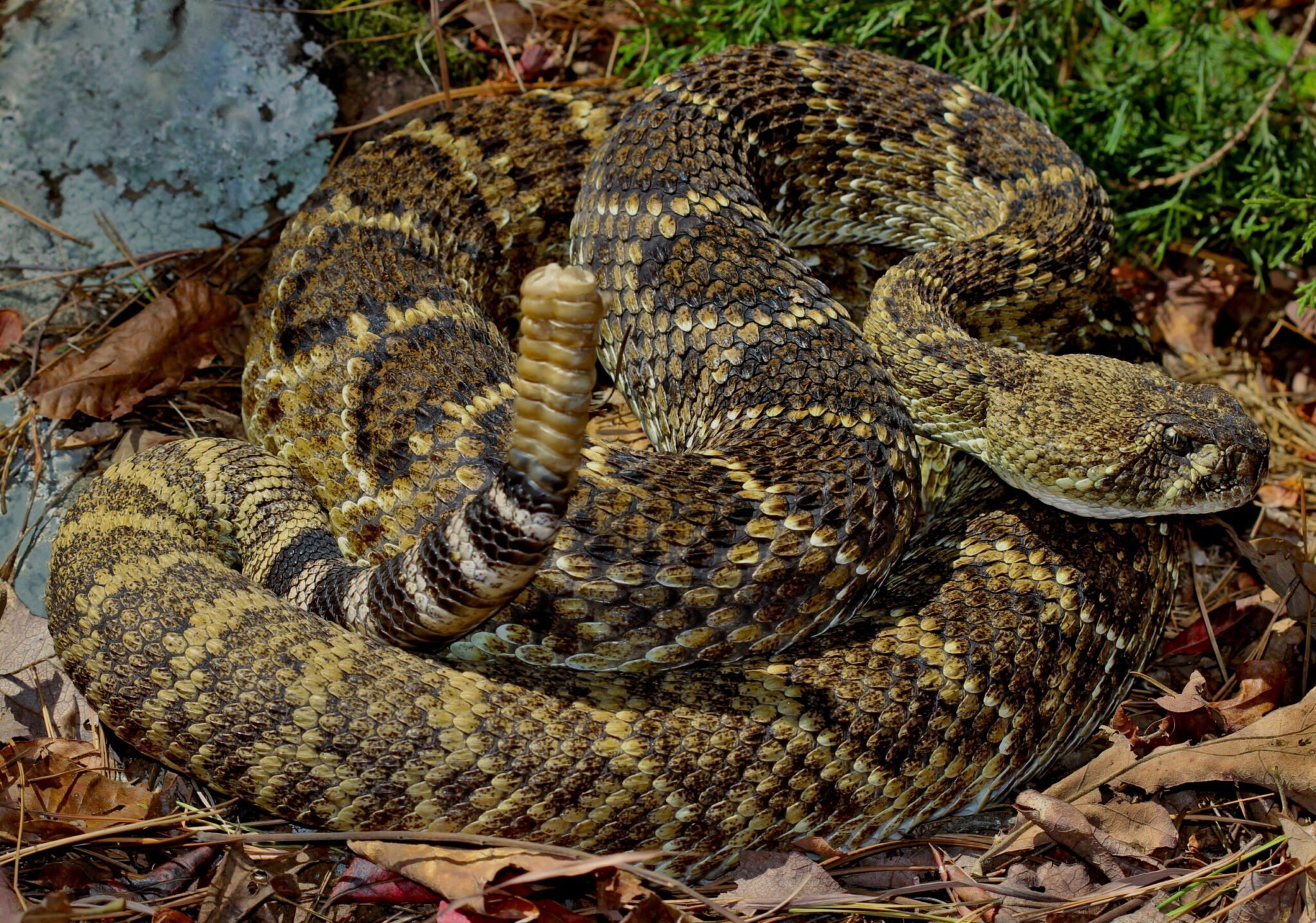 Serpiente de cascabel: veneno, mordedura y cómo distinguirlas - Atlas ...