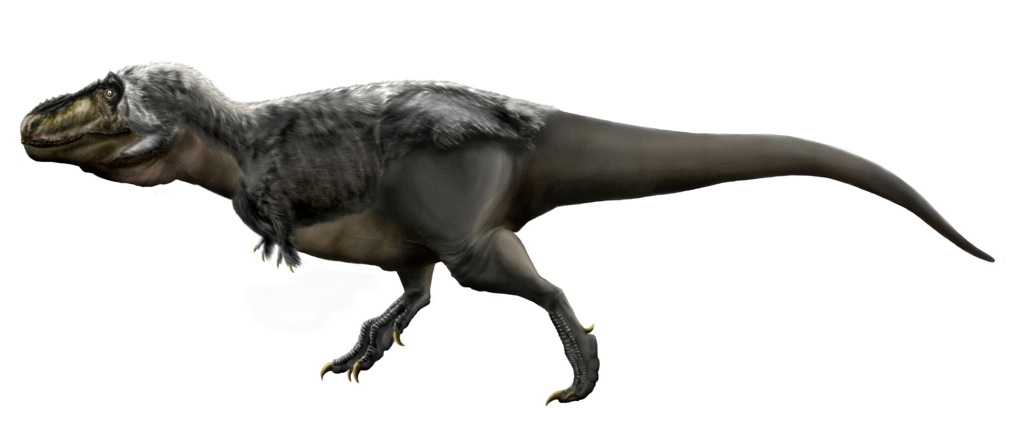 Tiranosaurio Rex (T-Rex) | Atlas de Animales