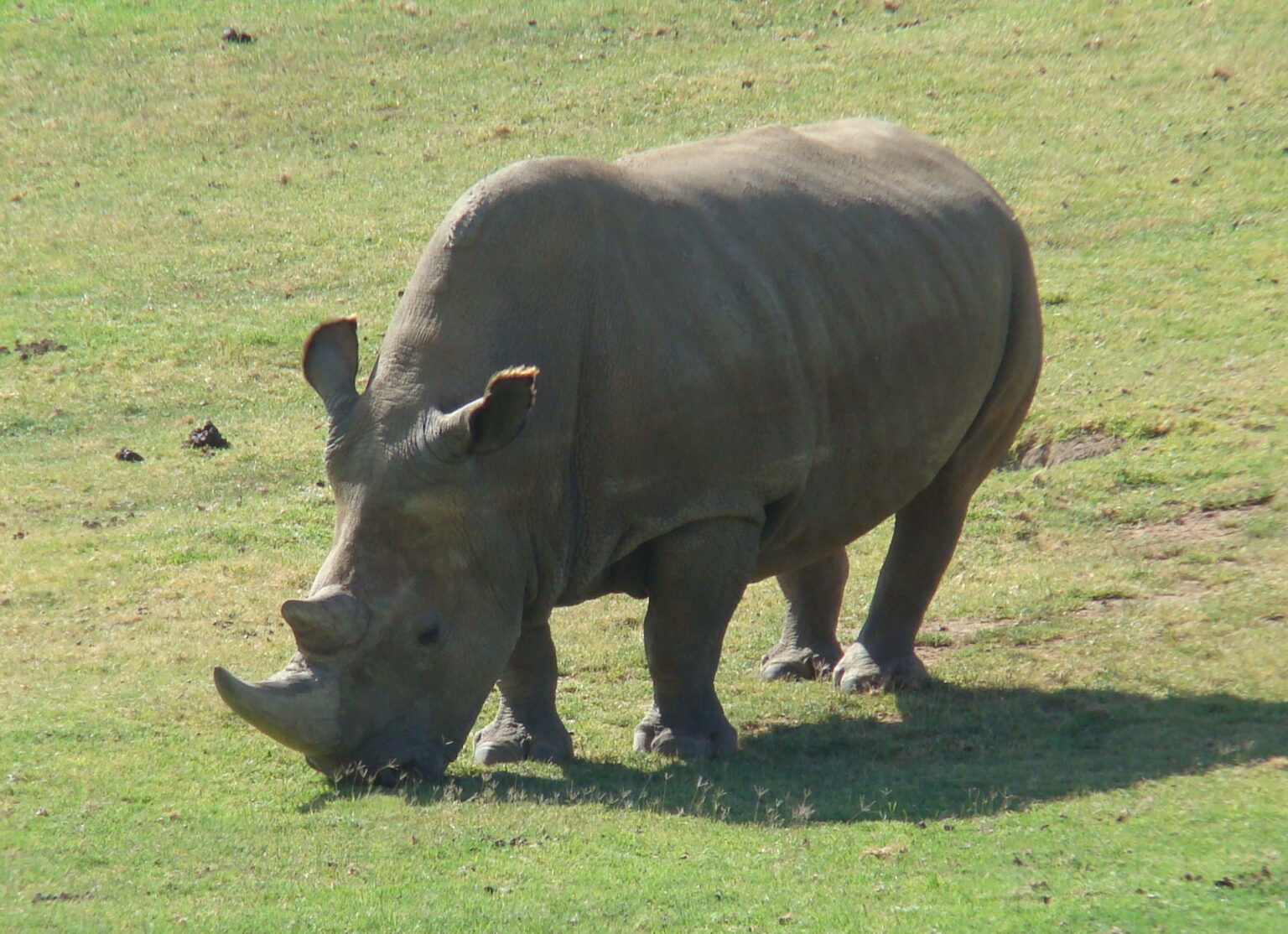 Rinoceronte blanco del norte (Ceratotherium simum cottoni): la ...