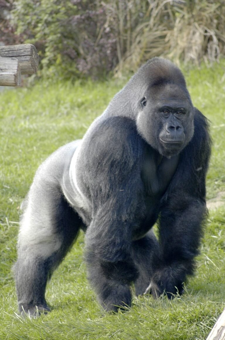 Gorila El Primo Humano Más Grande Y Pacífico De Los Bosques Africanos